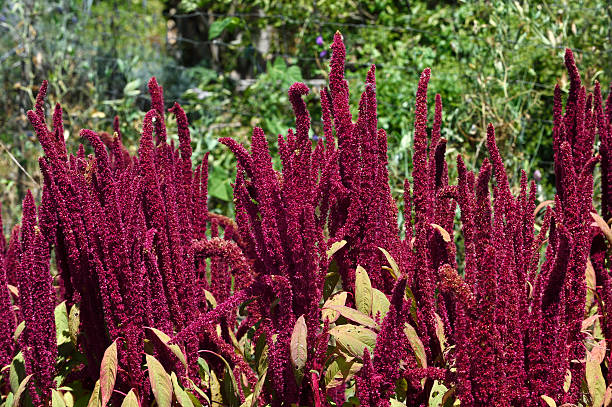 Amaranth có công dụng gì? Dùng như thế nào mới hiệu quả?