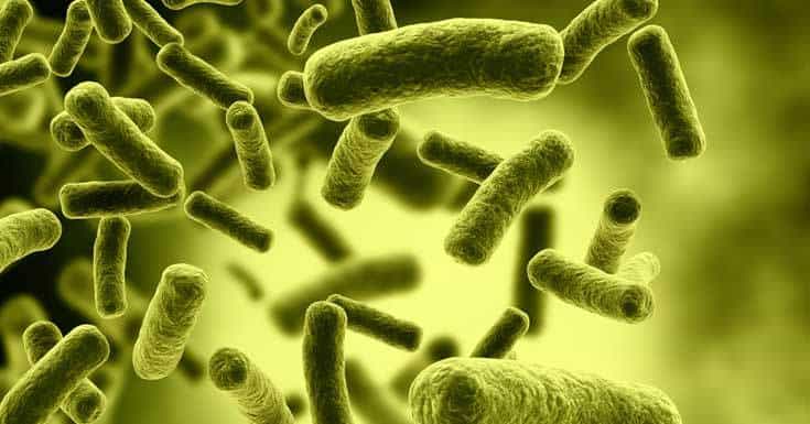 Bifidobacteria có công dụng gì? Dùng như thế nào mới hiệu quả?